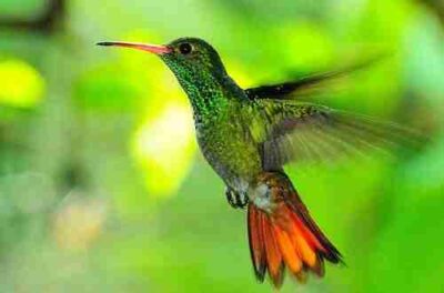 Google introduceert Hummingbird - Maxlead